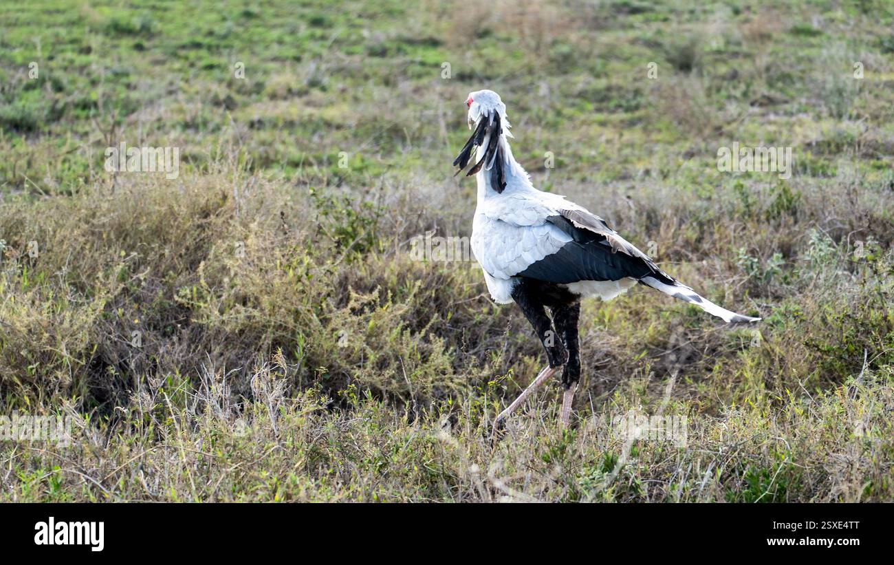 The Majestic Stork Gracefully Standing in a Lush Grassy Field ...