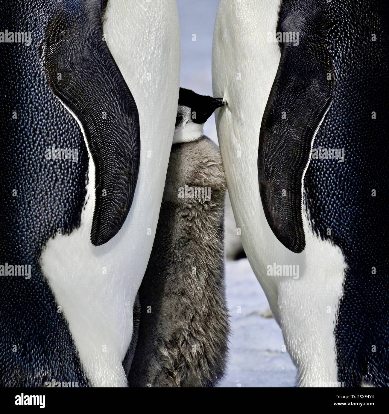 Emperor Penguin Chick Sandwich Stock Photo - Alamy