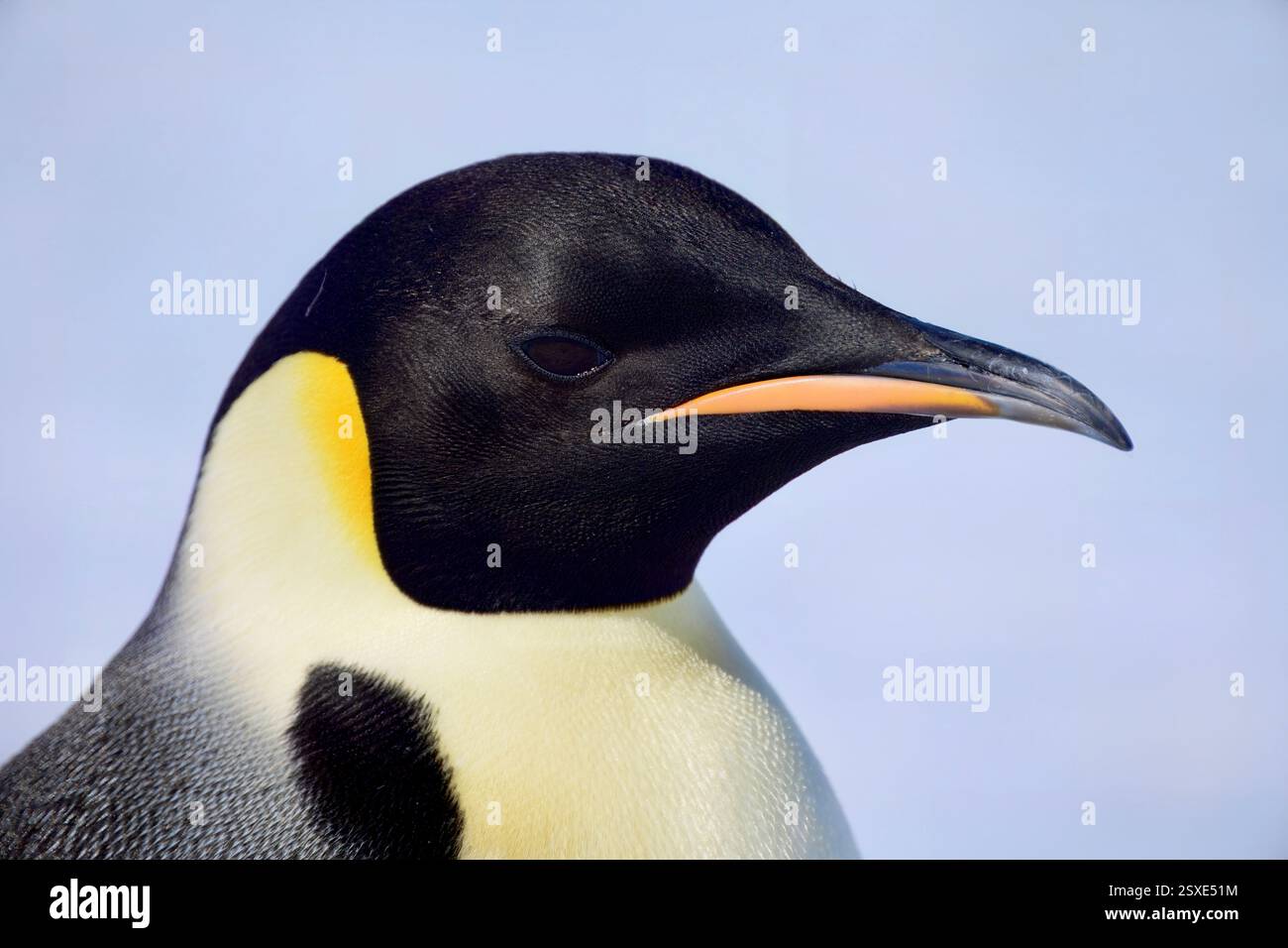 A profile of an Emperor Penguin head showing the wonderful colouration ...