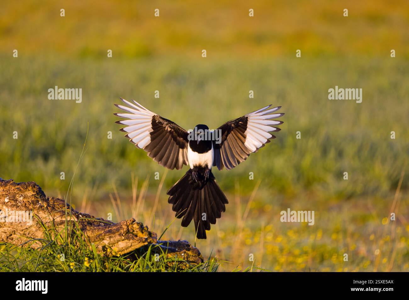 Common magpie Pica pica, adult flying, about to land on stump, Toledo ...
