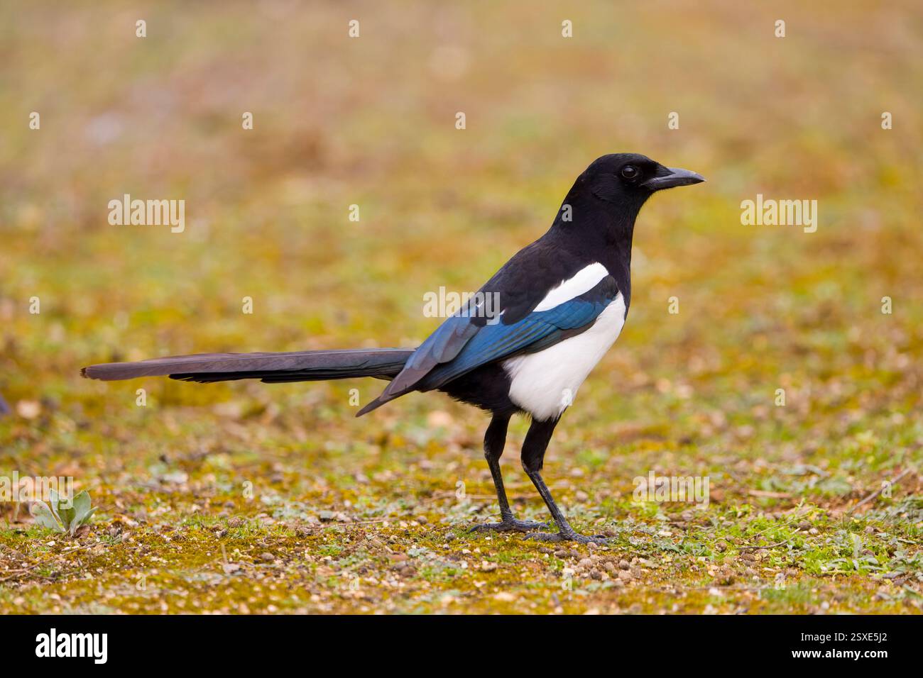 Common magpie Pica pica, adult standing on short grass, Toledo, Spain ...
