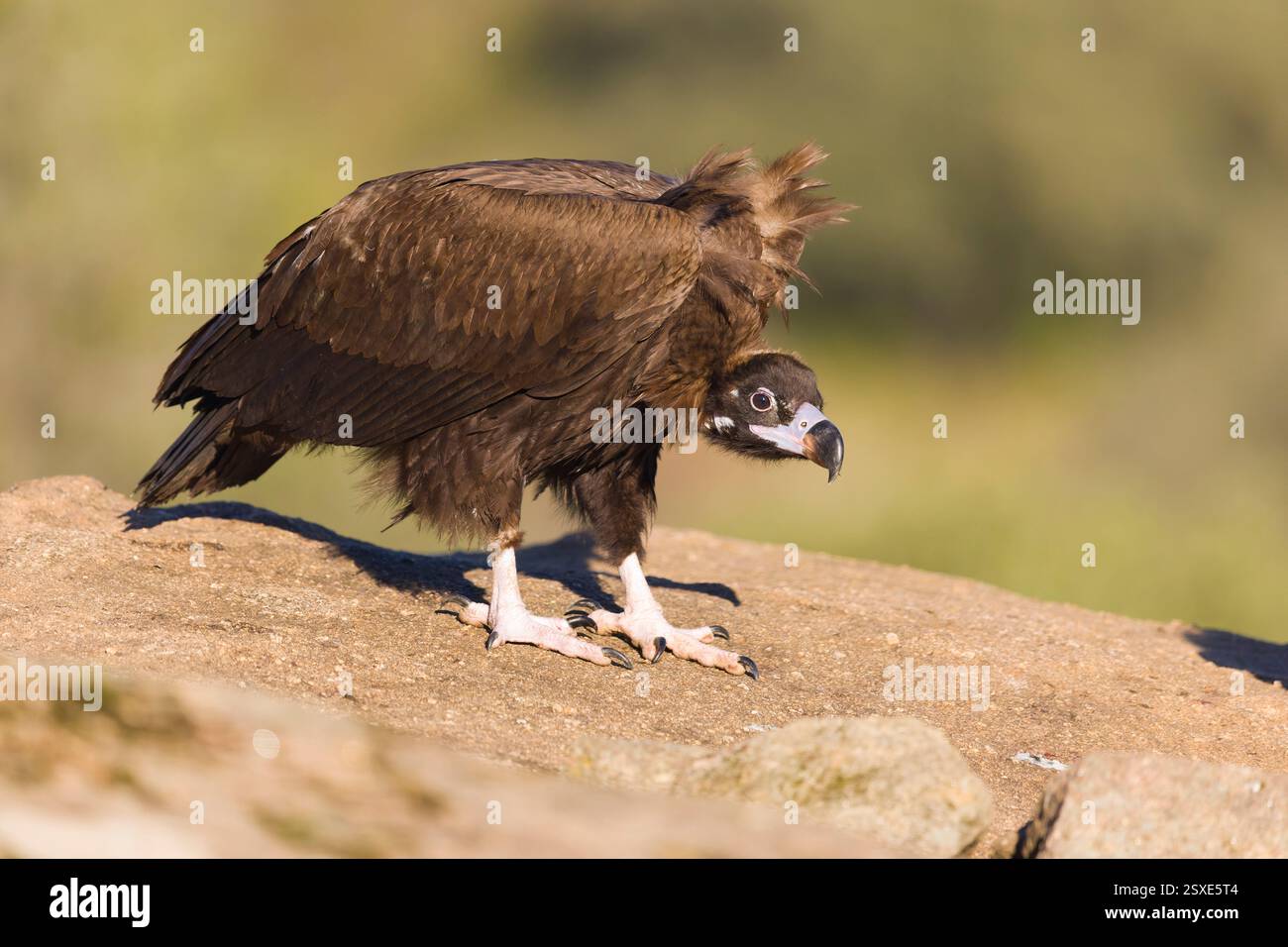 Cinereous vulture Aegypius monachus, adult standing on rock, Toledo ...