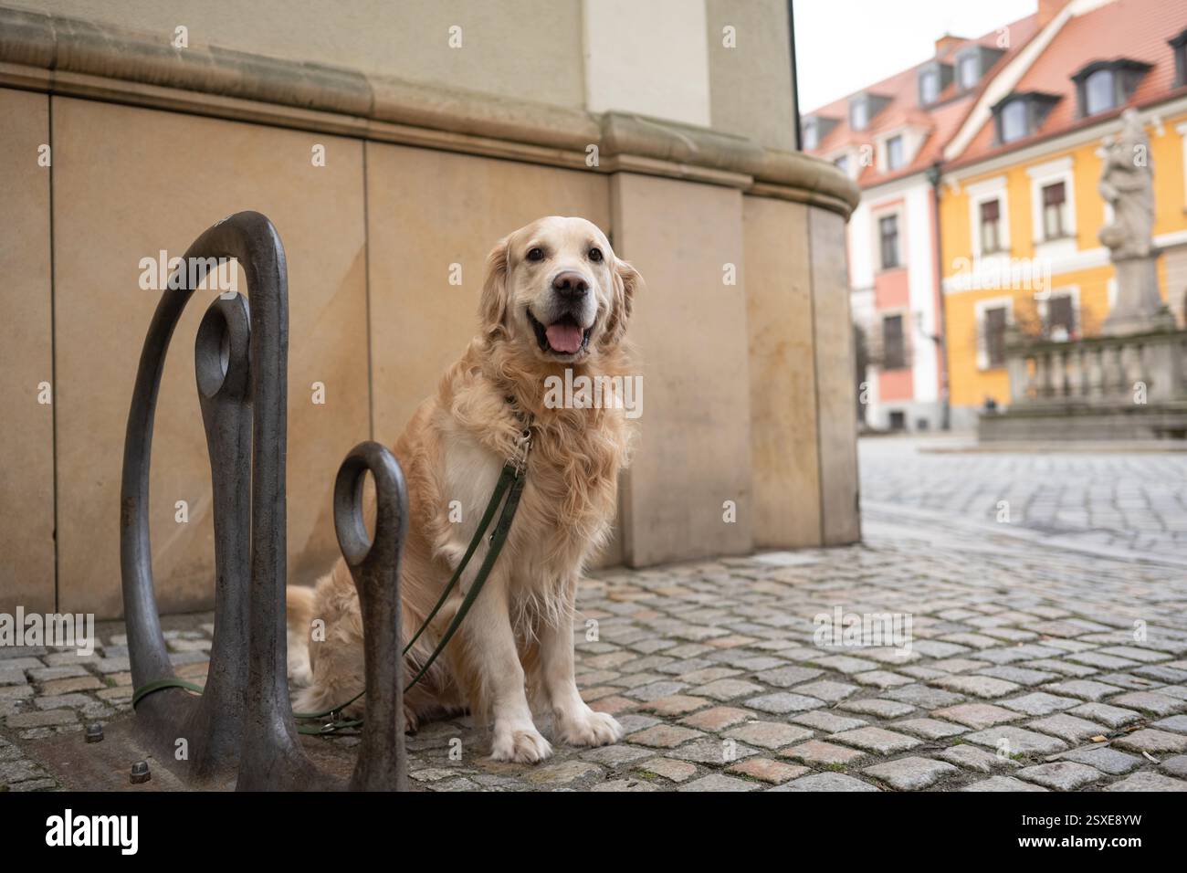 Golden Retriever Dog On A Leash Awaits Its Owner Stock Photo - Alamy