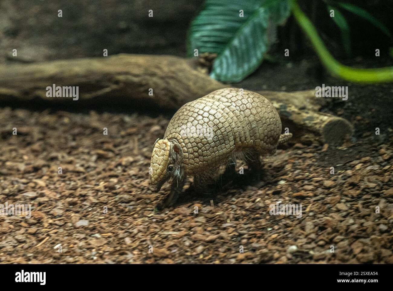 Southern three-banded armadillo (Tolypeutes matacus) runs on the ground ...
