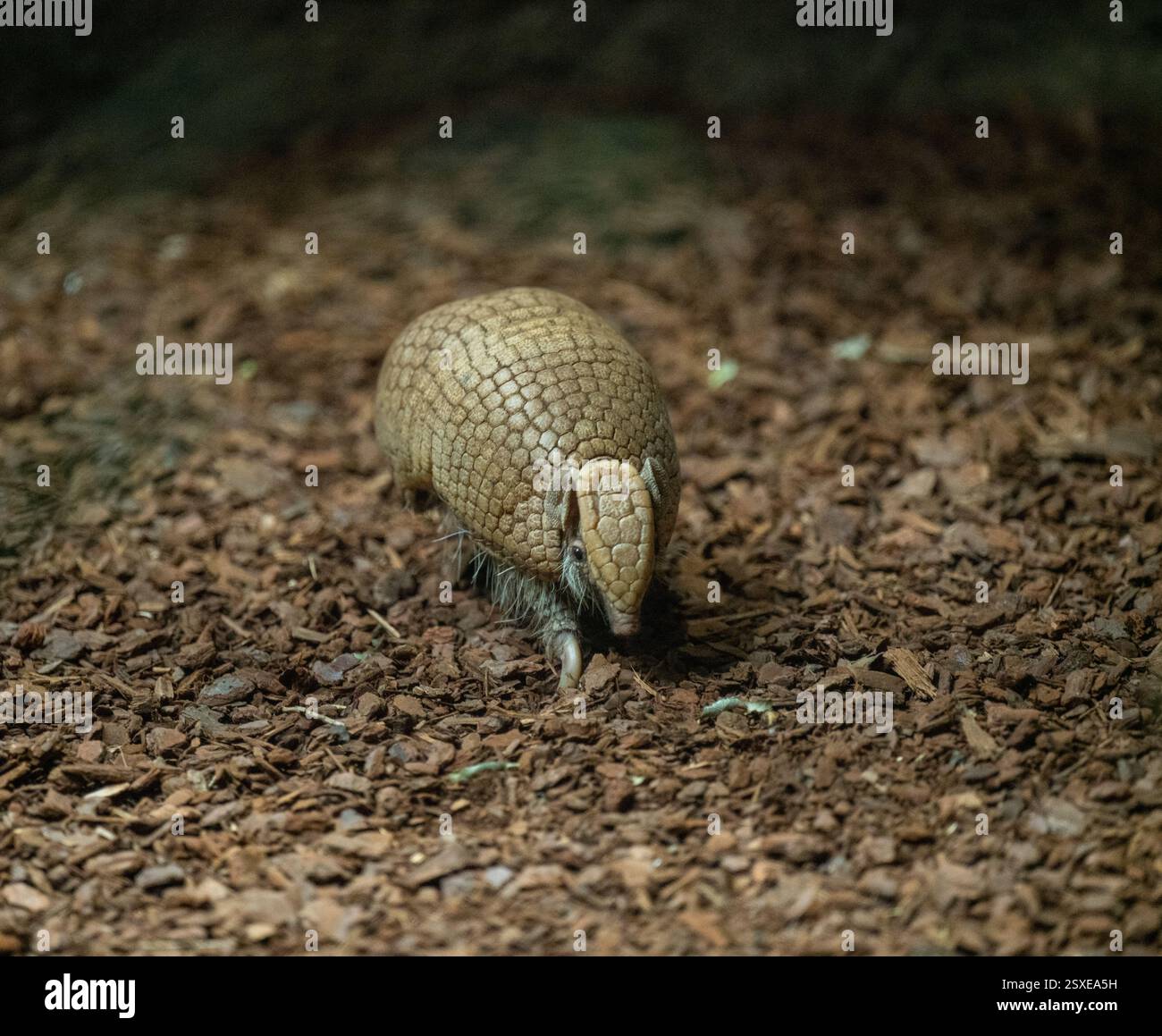 Southern three-banded armadillo (Tolypeutes matacus) runs on the ground ...