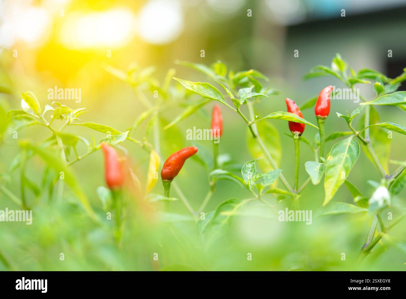 Chilli peppers or red chilies in farm gardening is vegetable use for ...