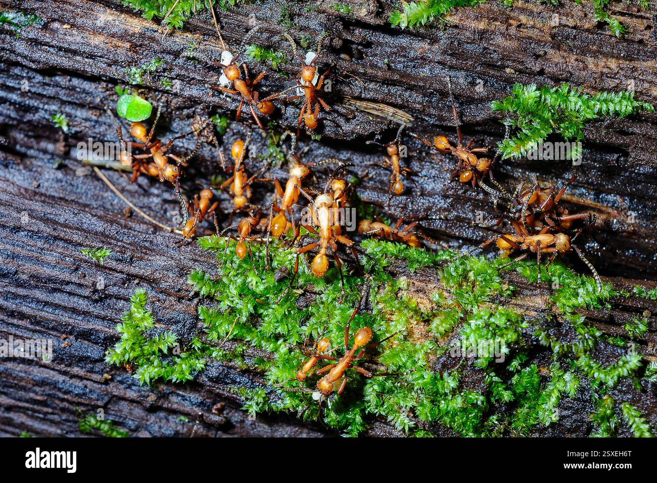 Army ants (Eciton hamatum) from the rainforest of LaSelva, Ecuador ...