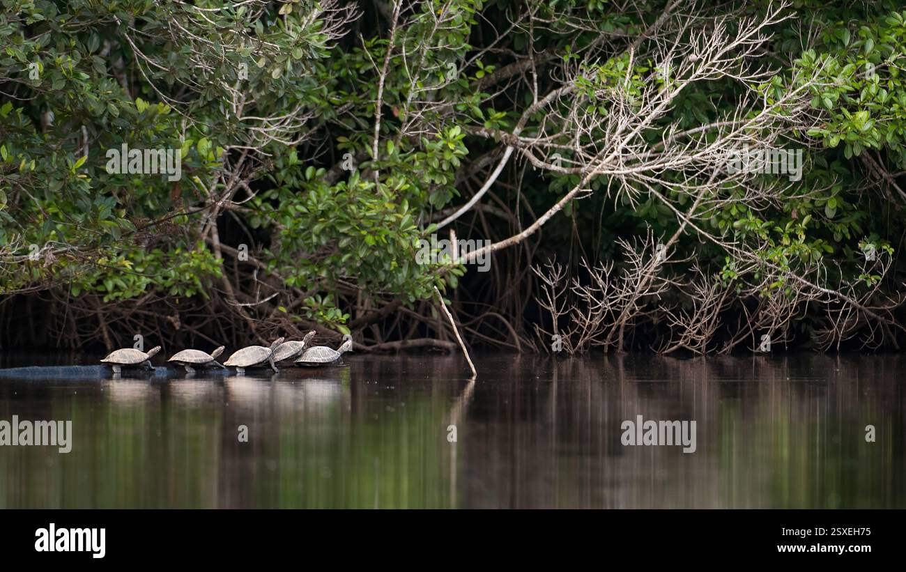 The tropical rainforest with yellow-spotted river turtles (Podocnemis ...