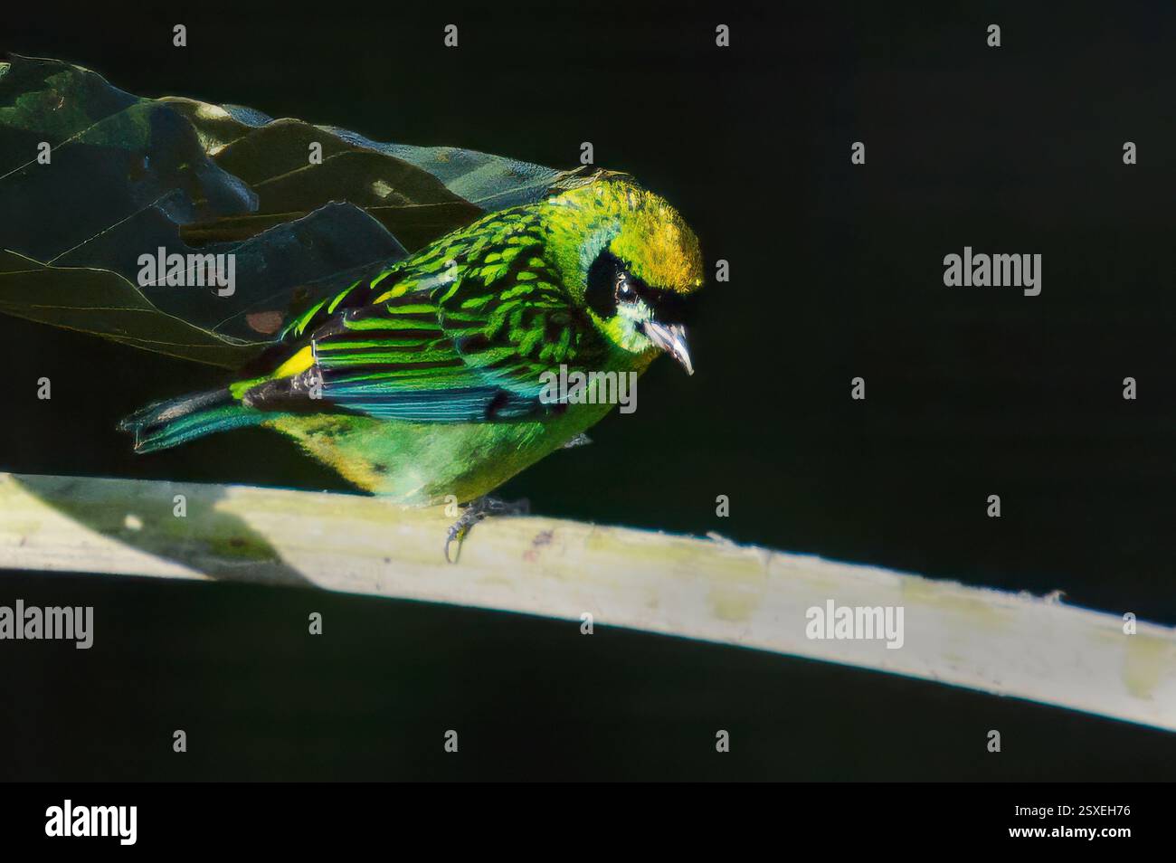 Eemerald tanager (Tangara florida) from the canopy of LaSelva ...