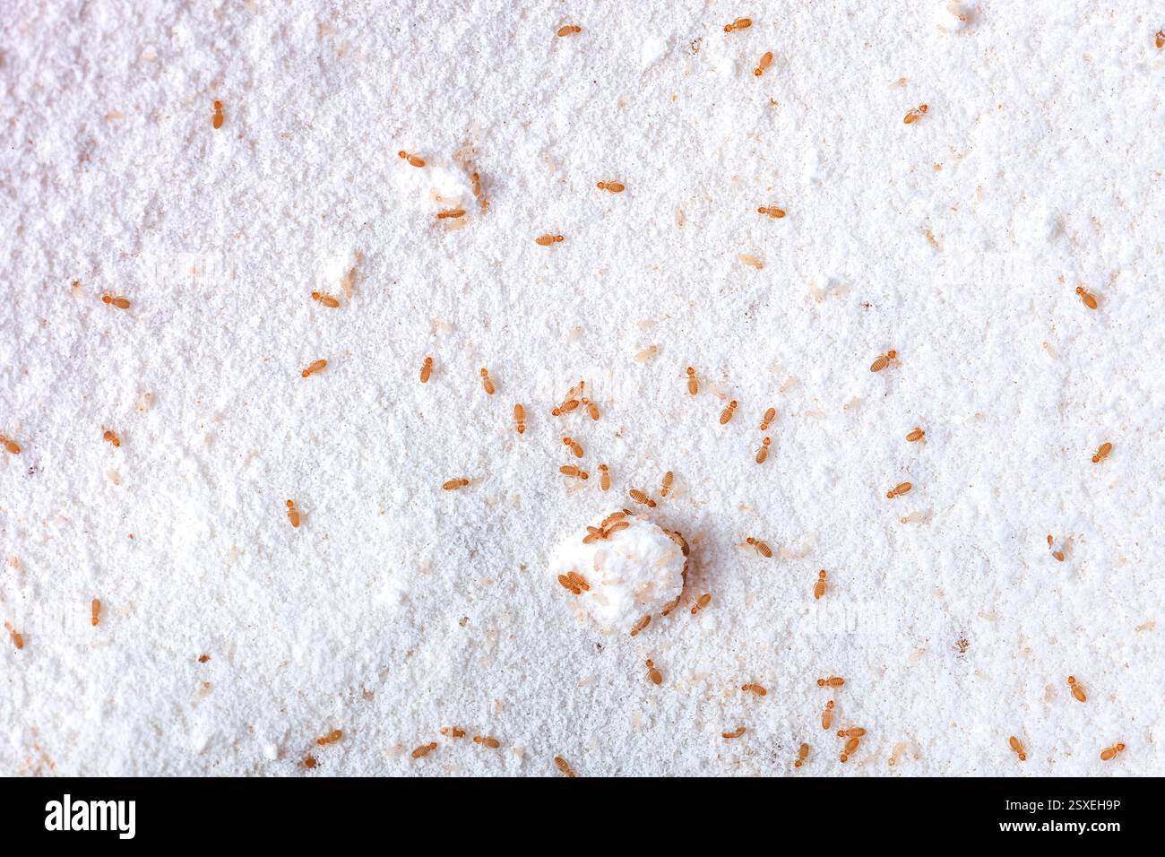 Trogium pulsatorium hi-res stock photography and images - Alamy