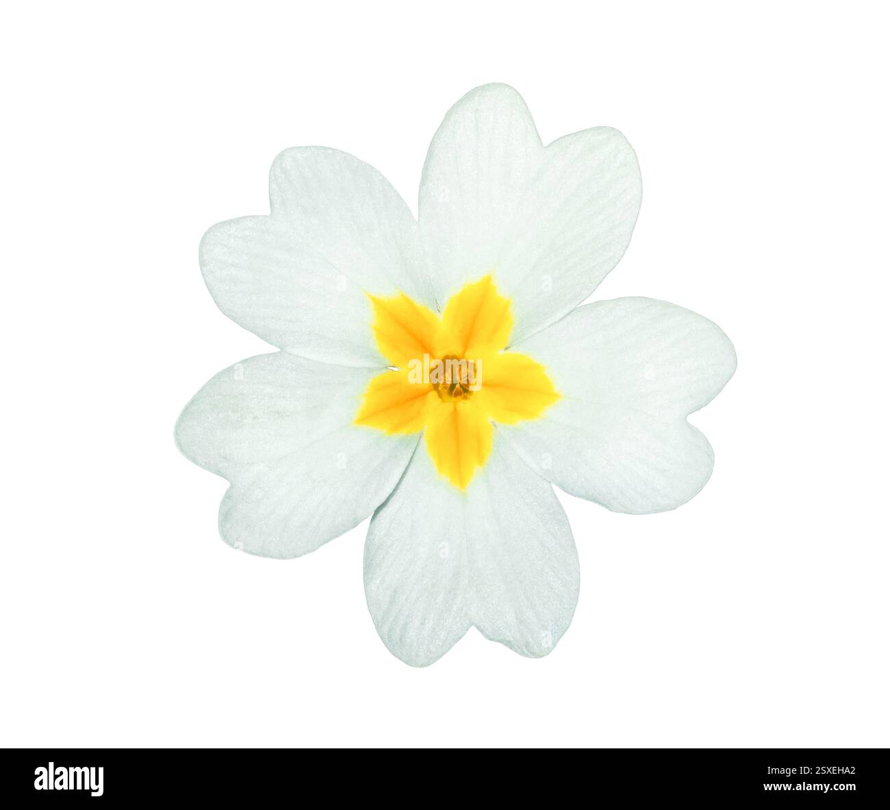 English primrose small flower isolated on white background, top view ...