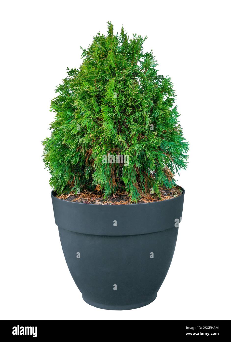 Thuja occidentalis danica aurea Cut Out Stock Images & Pictures - Alamy