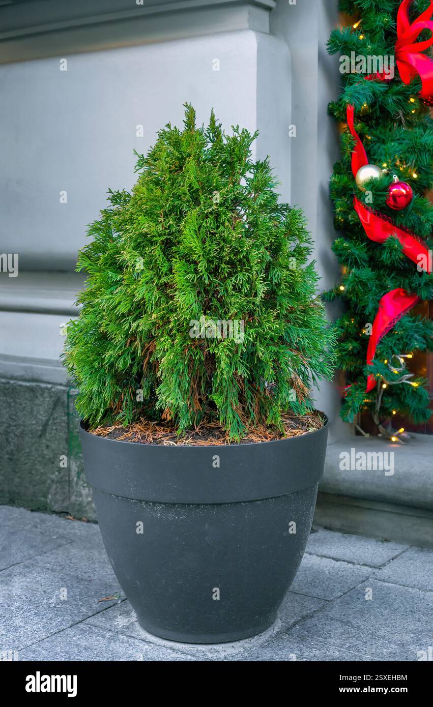 Oval trimmed thuja growing in large plastic pot on city street. Big ...
