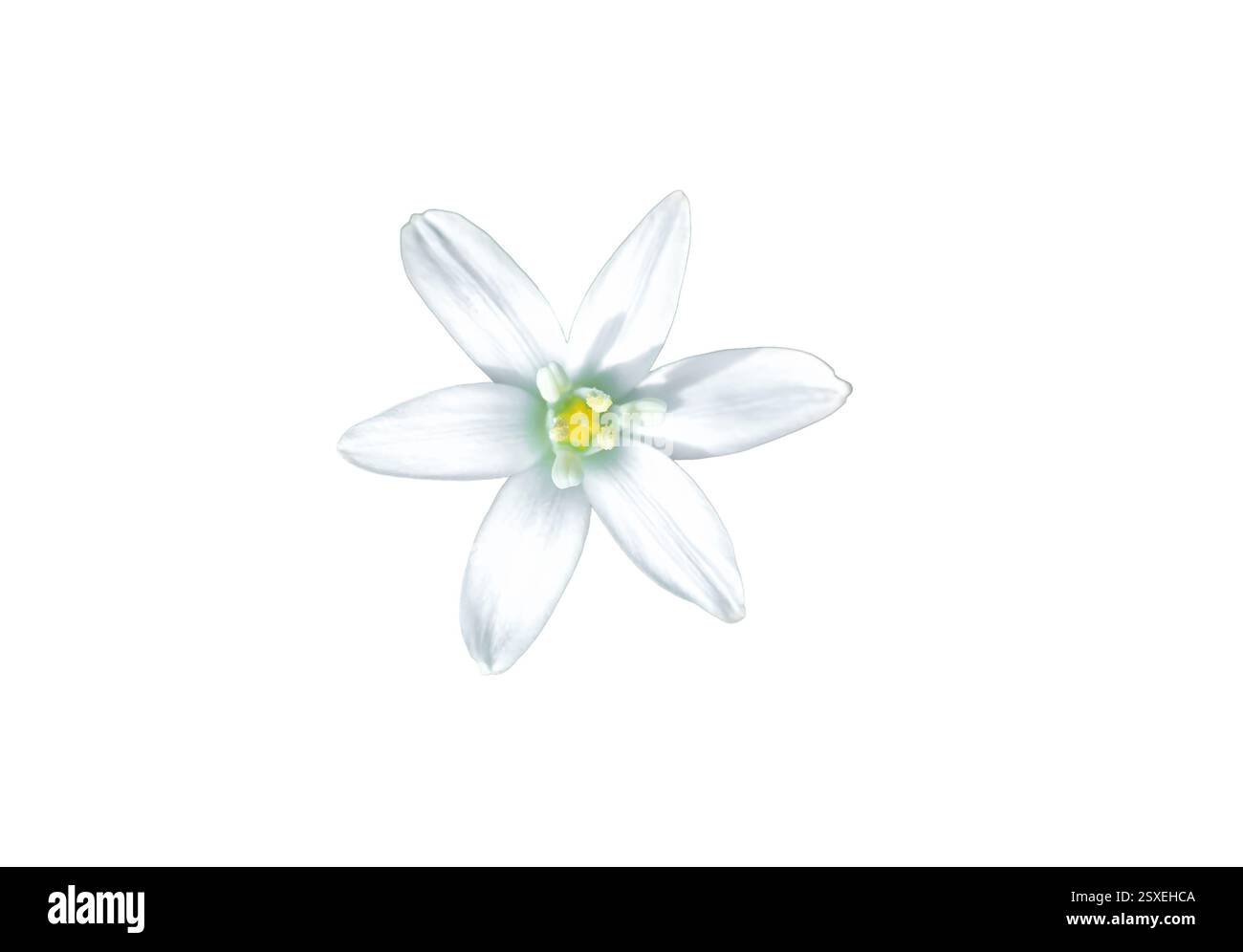 Garden star of Bethlehem flower isolated on white background ...