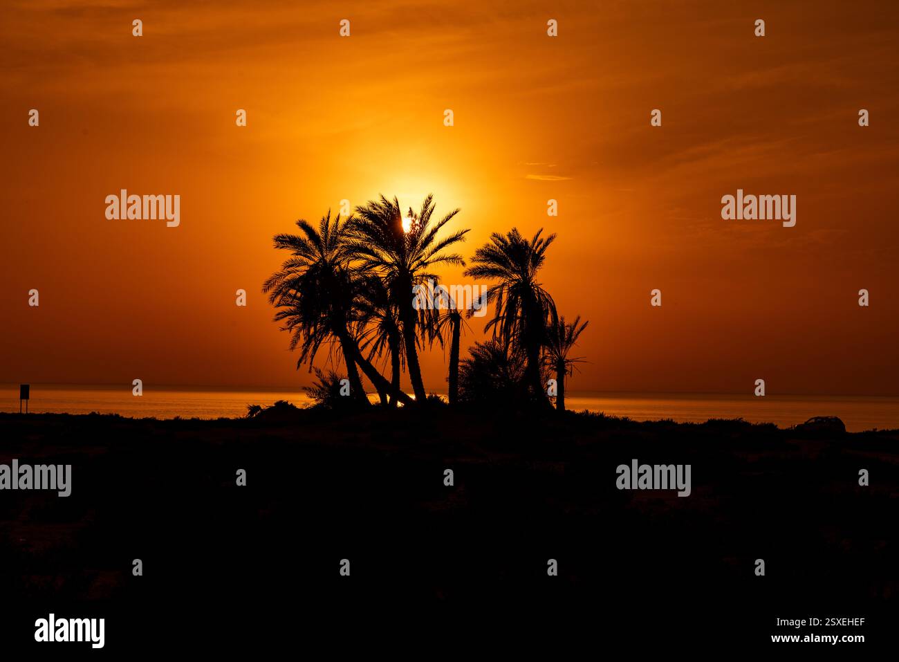 Umm Bab Beach - Palm Tree Beach Doha Qatar 24-02-2025 Stock Photo - Alamy