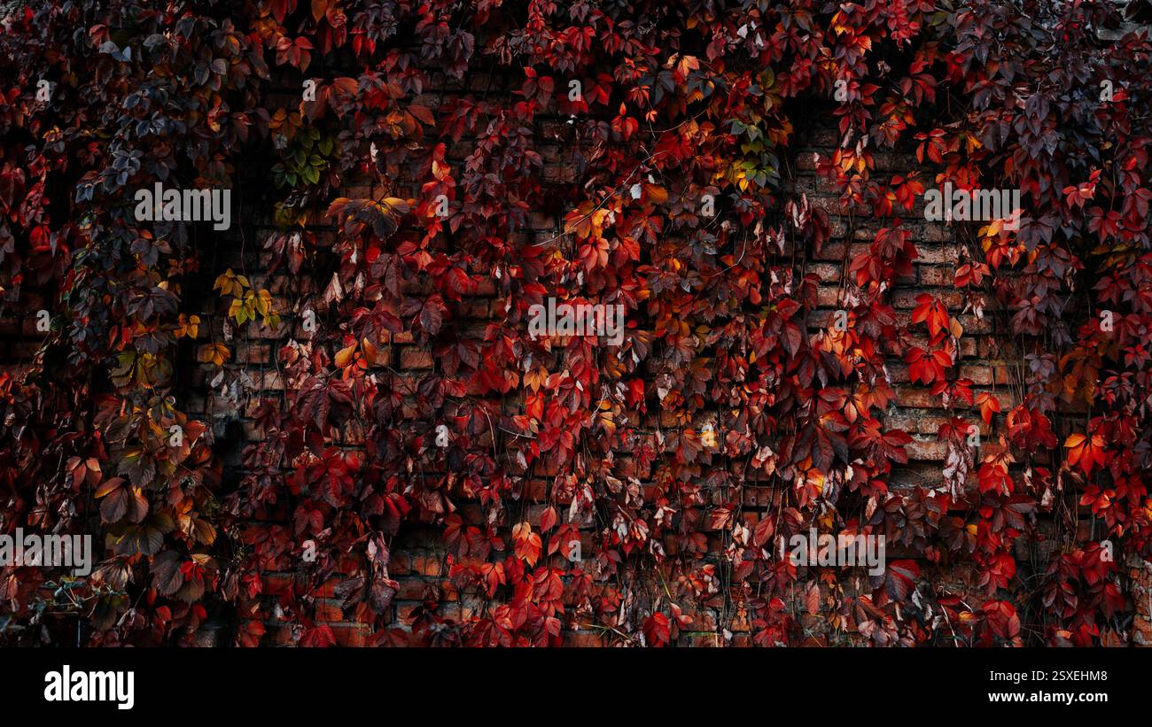A brick wall densely covered with autumn ivy in shades of red and ...