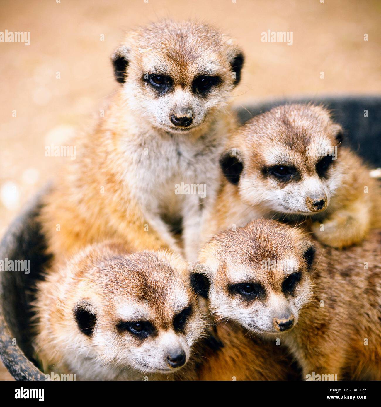 Four baby meerkats are sitting on top of each other in a bucket. They ...