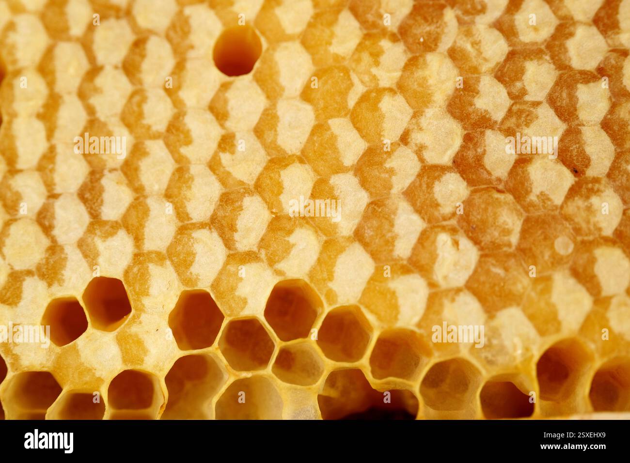 A Magnified and Detailed View of an Intricate Honeycomb Structure with ...