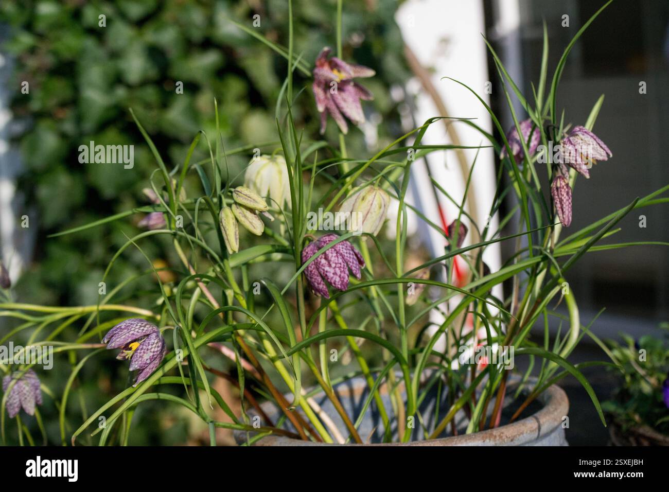 White chess flower hi-res stock photography and images - Alamy