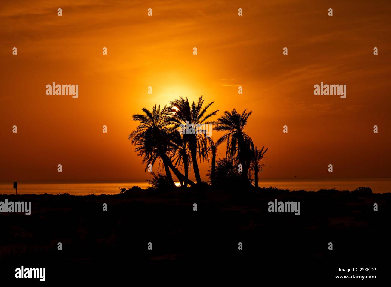 Umm Bab Beach - Palm Tree Beach Doha Qatar 24-02-2025 Stock Photo - Alamy