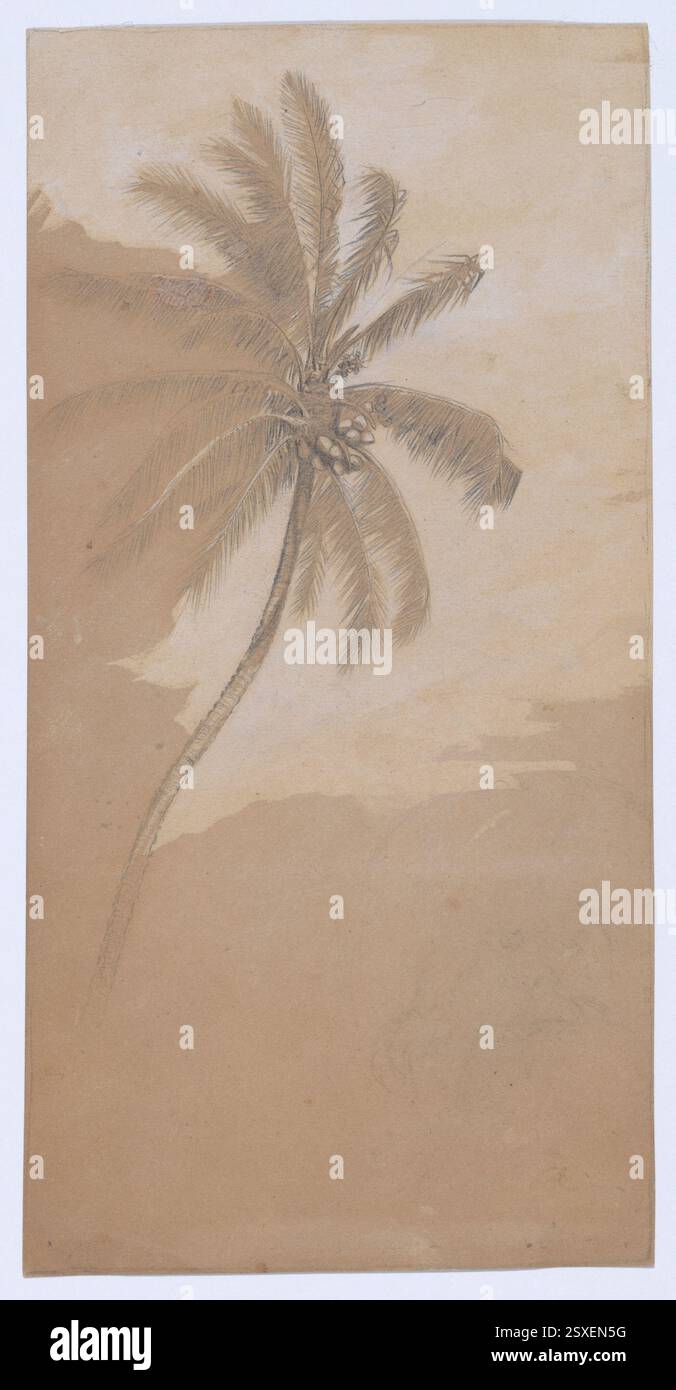 A detailed graphite and gouache sketch by Elihu Vedder of a palm tree ...