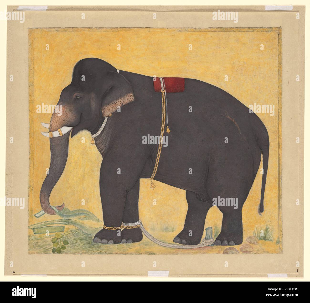 Young elephant eating, ca. 1650, from the Mughal era, showing the ...