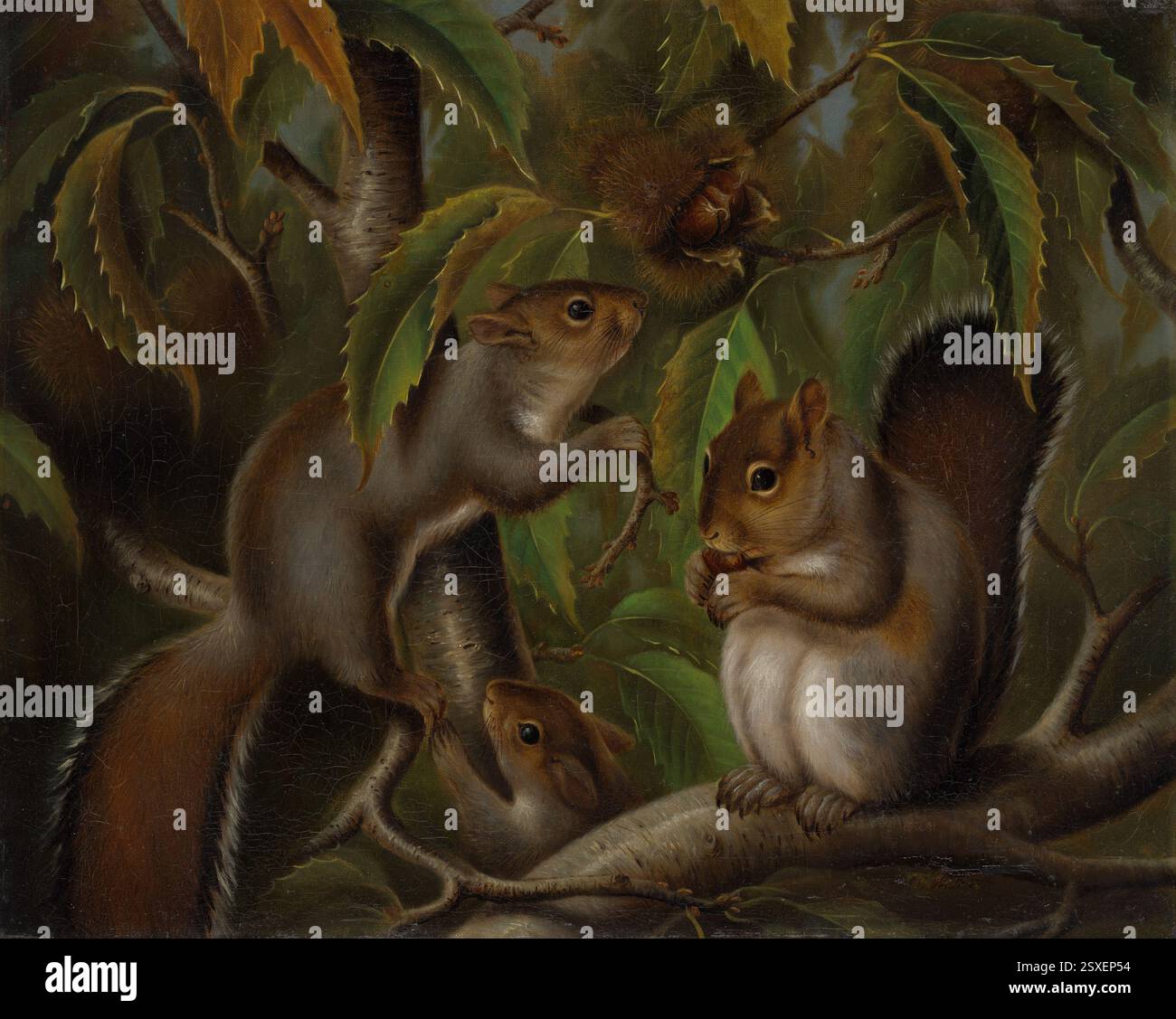 Squirrels in a chestnut tree hi-res stock photography and images - Alamy