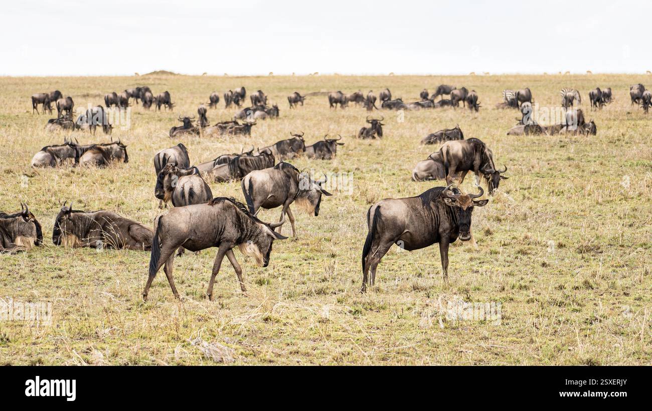A majestic herd of wildebeests is peacefully grazing on the vast ...