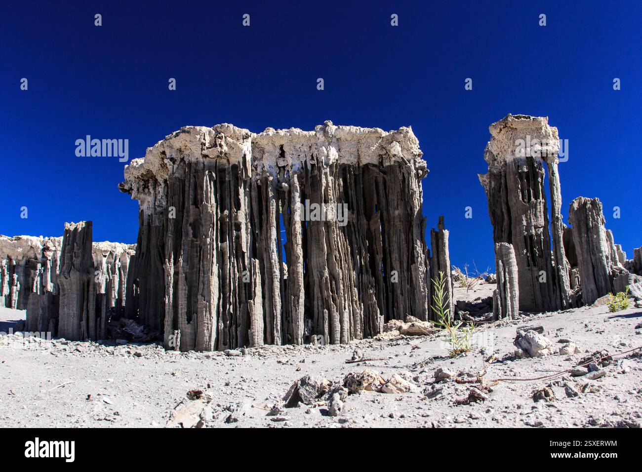Rocky cliff with a few trees growing out of it. The trees are small and ...