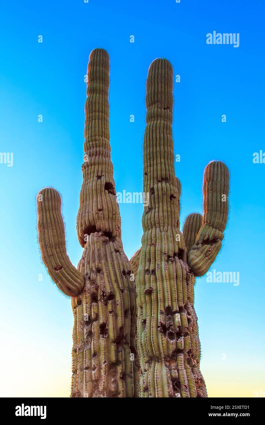 Two cacti are standing next to each other. The cacti are green and have ...