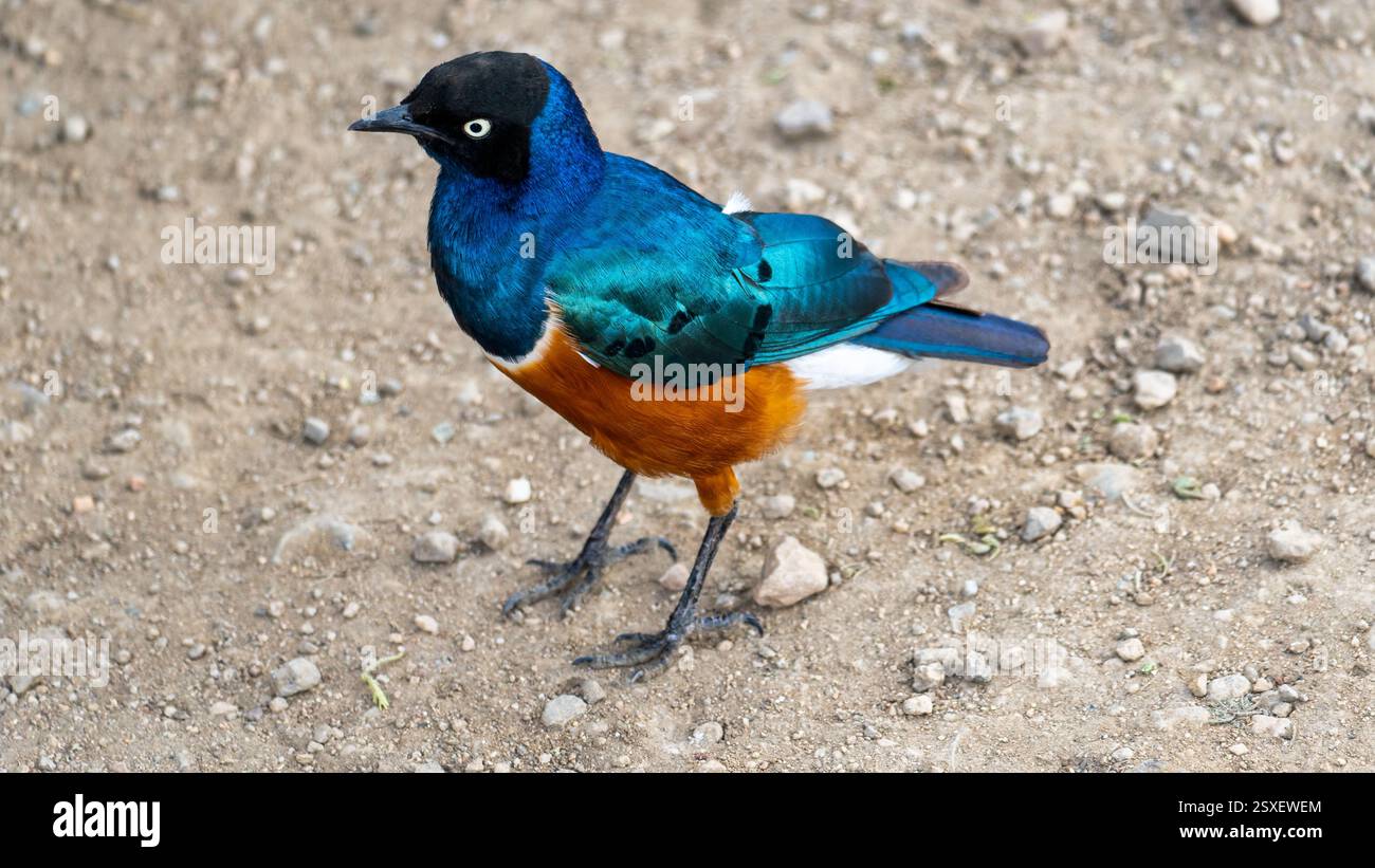 A Beautifully Vibrant Blue and Orange Bird Observed in Its Natural ...
