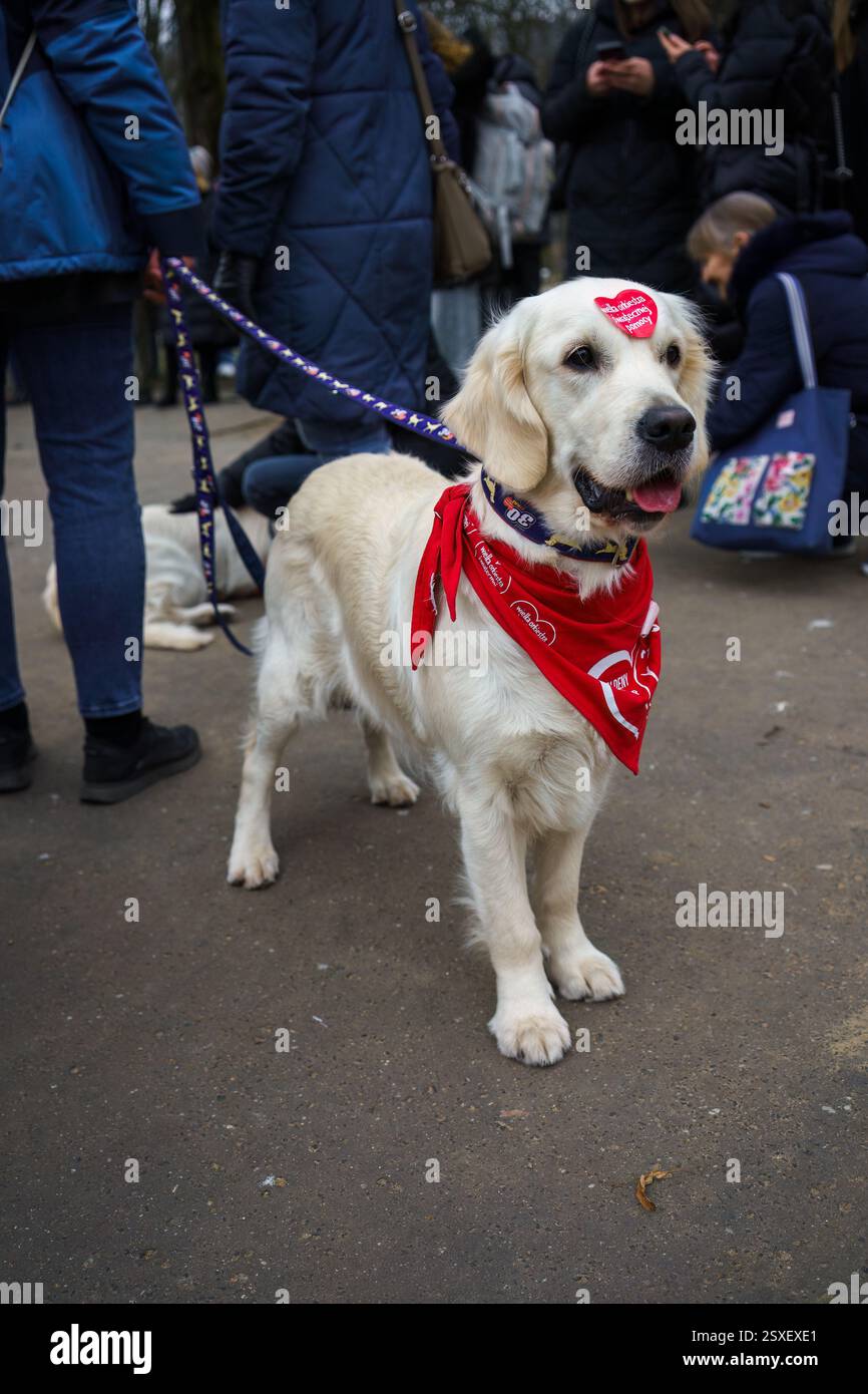 Warsaw, Poland. January 26, 2025 - Golden retriever wearing a red ...