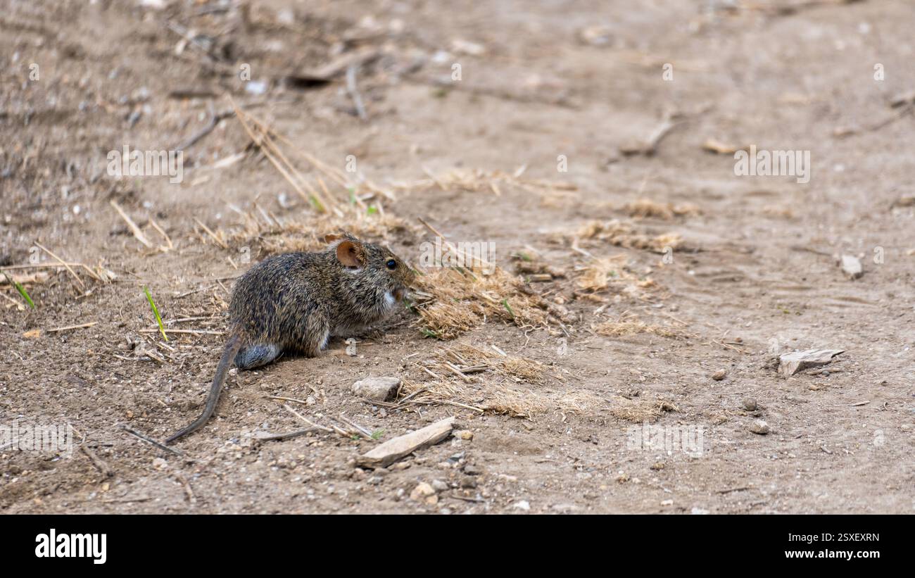 A small brown rodent can be seen scurrying about in its natural habitat ...