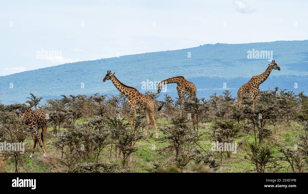 A captivating and stunning view of giraffes foraging gracefully in ...