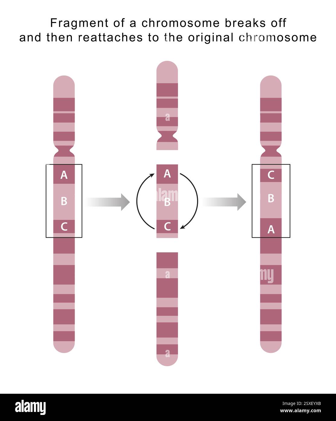 A fragment can be broken and rejoined in the reverse orientation ...