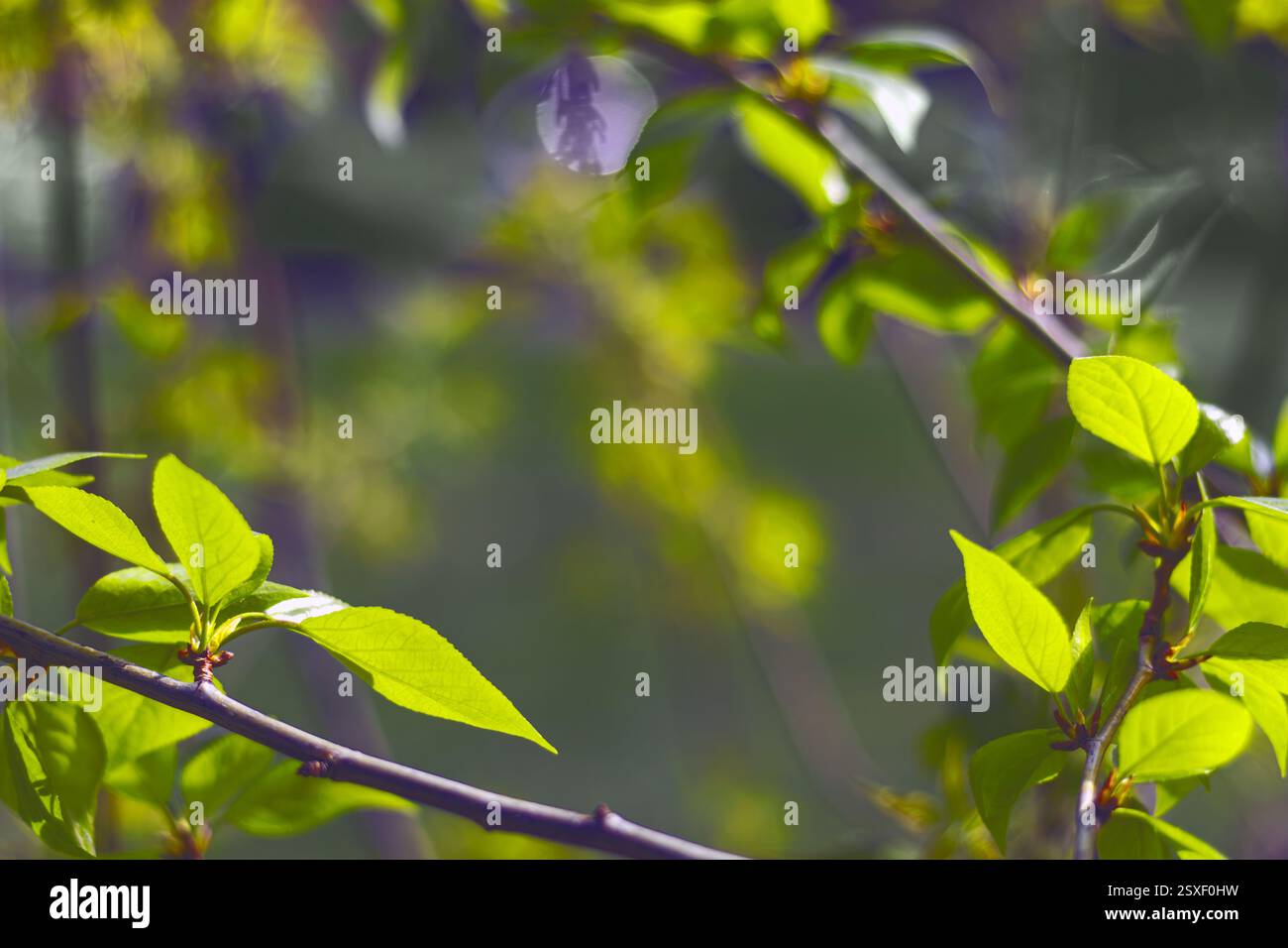 Frame of first leaves of tree in spring in rays of bright sun ...