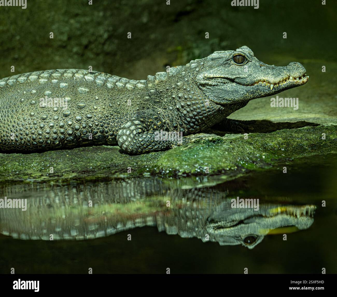 Dwarf african crocodile hi-res stock photography and images - Alamy