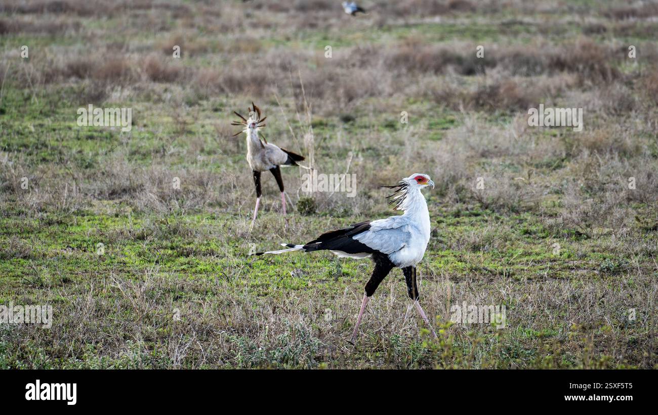 A Stunning Wildlife Scene Featuring Magnificent Secretary Birds in an ...