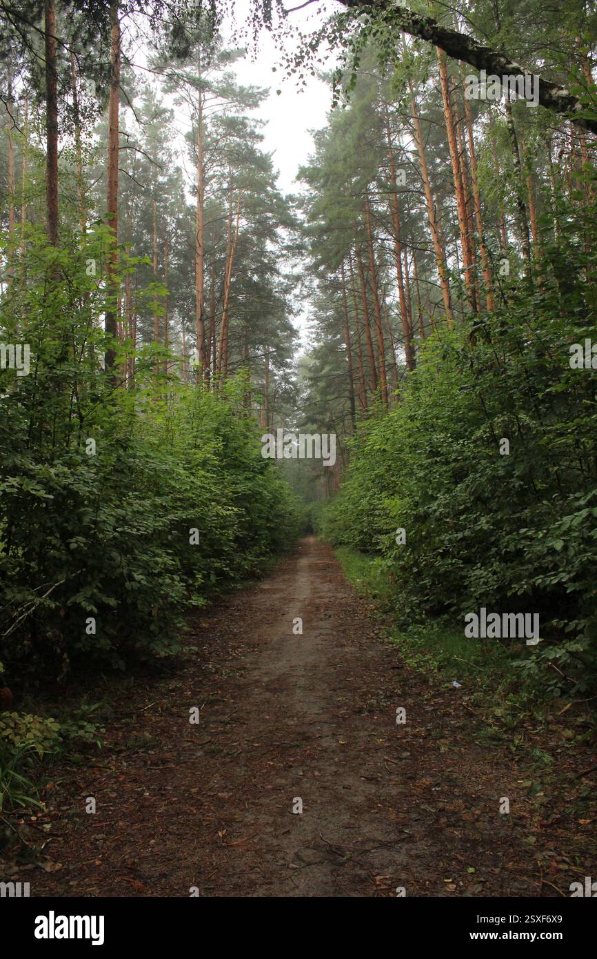 A forest path between the trees for pedestrians and cyclists Stock ...