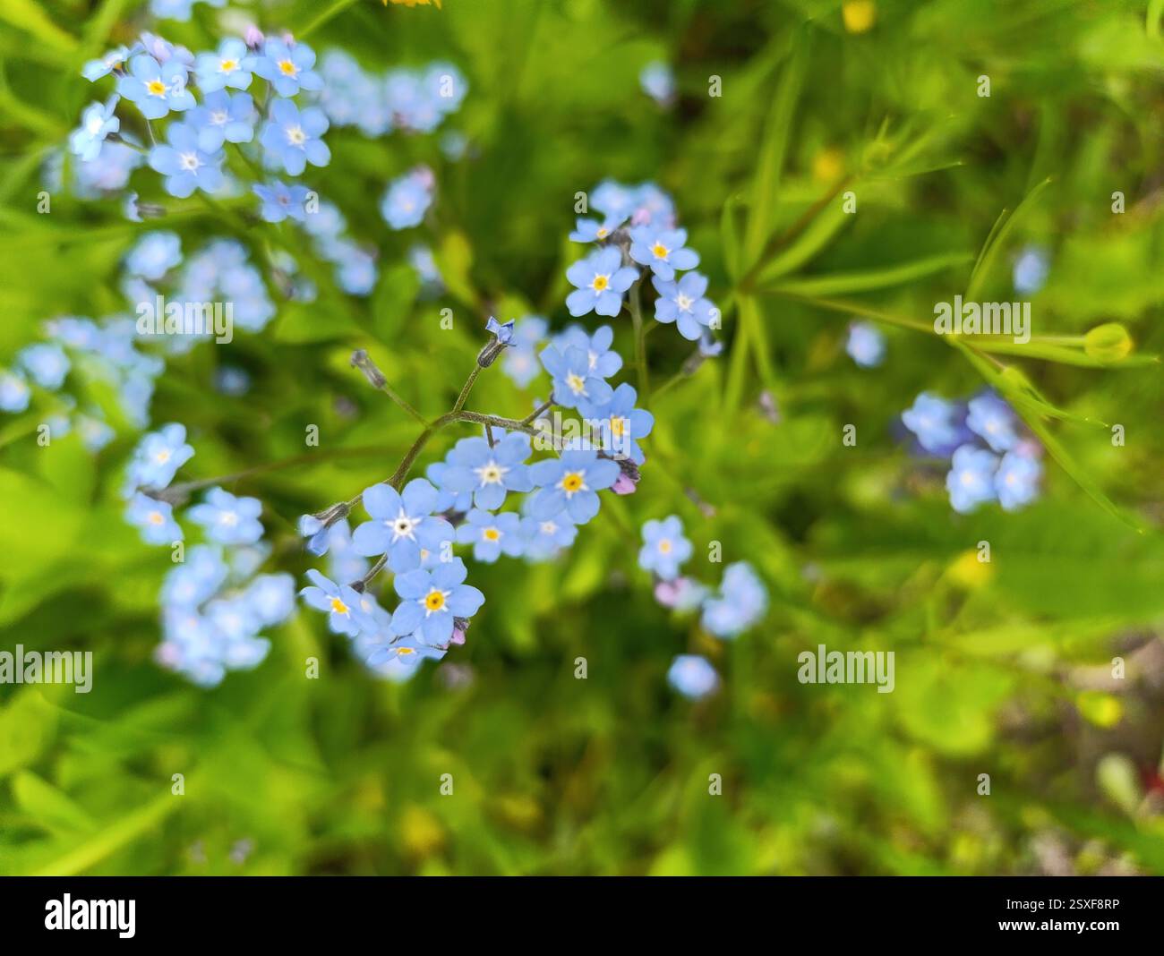 Tiny blue forget-me-nots bloom delicately in a lush green garden ...