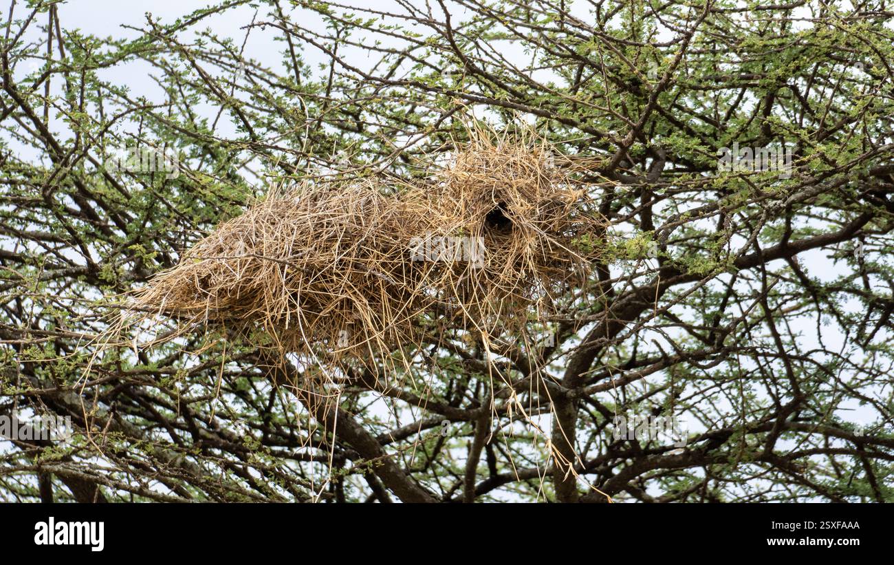 This image shows a birds intricate nest made of twigs and grasses ...