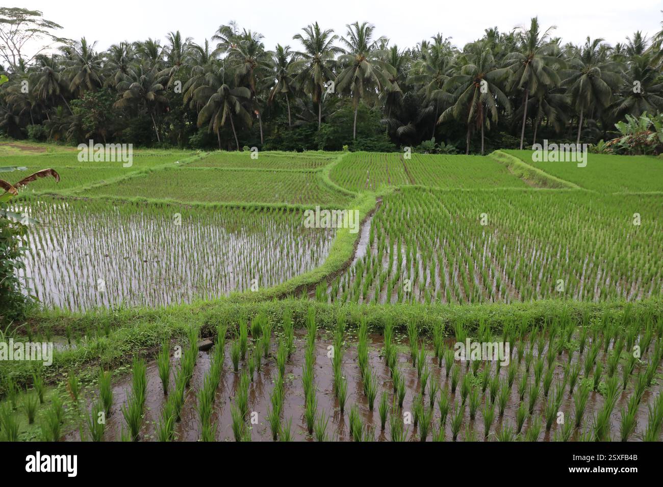 Kajeng Rice Field, Ubud, Bali, Indonesia Stock Photo - Alamy