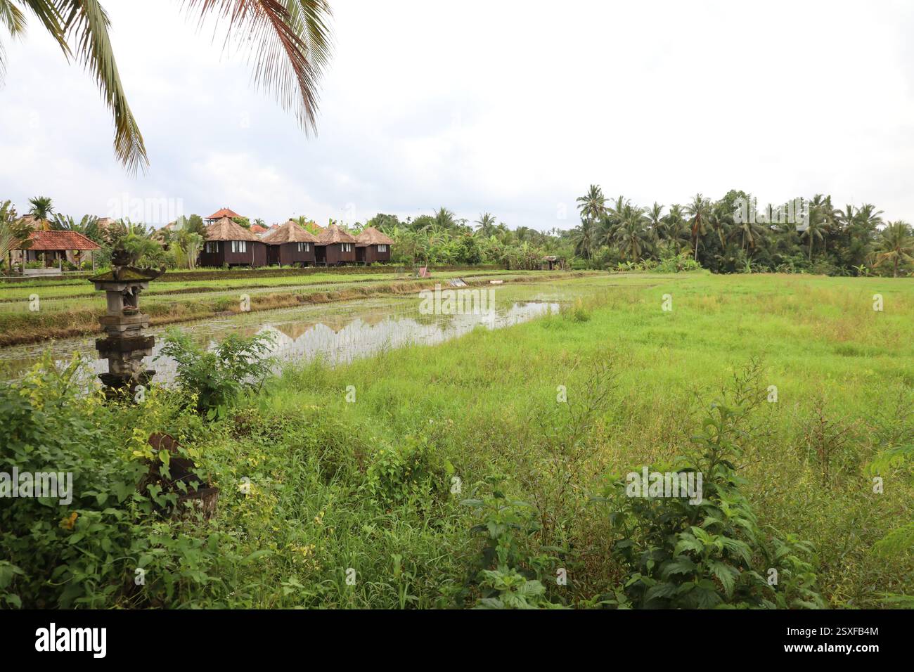 Kajeng Rice Field, Ubud, Bali, Indonesia Stock Photo - Alamy