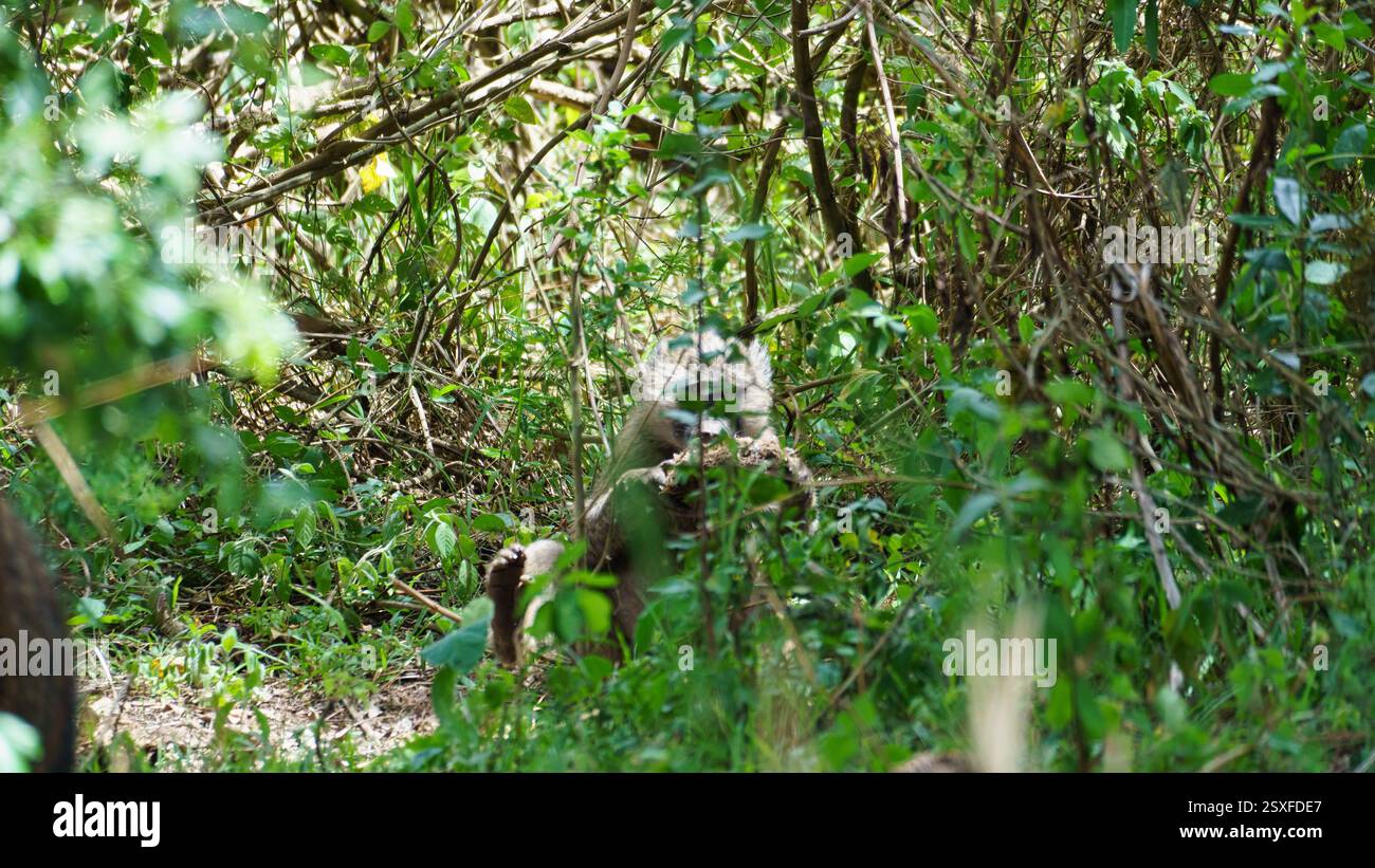 A captivating glimpse of a hidden creature in a vibrant jungle ...