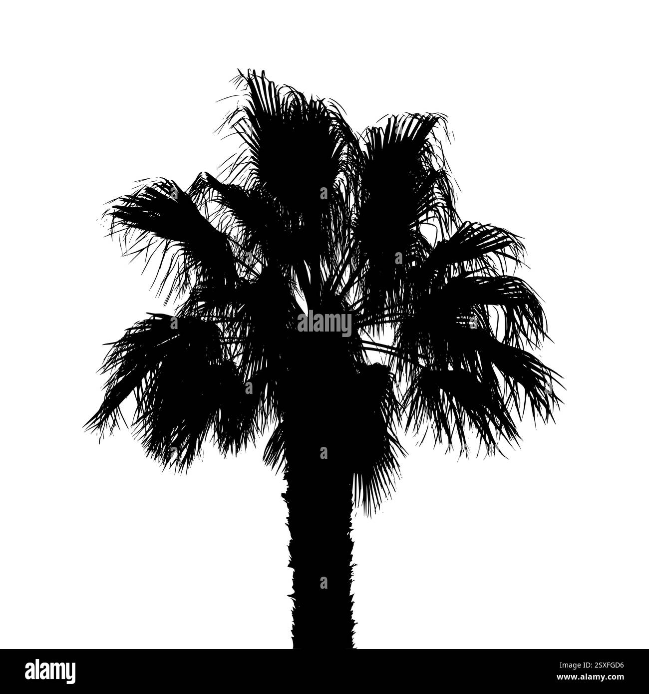 Palm tree black silhouette isolated on white background. Realistic palm ...