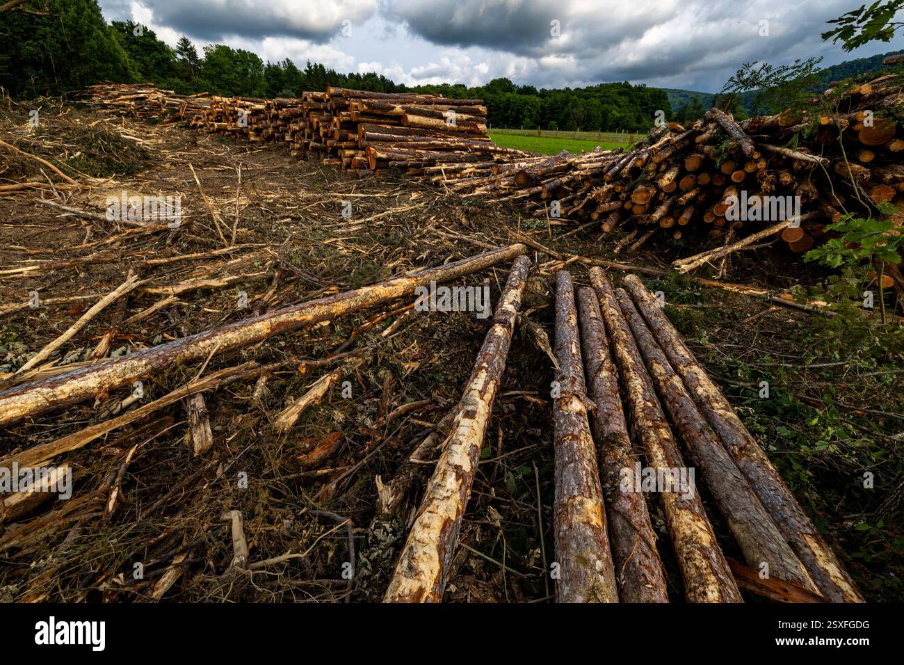 Pile dry sawn trees hi-res stock photography and images - Alamy