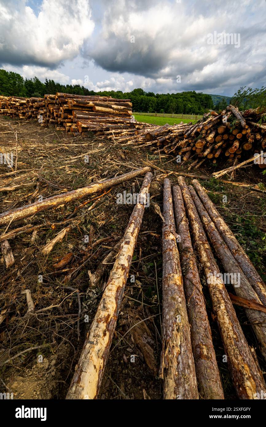 Stack of many sawn logs of pine trees Stock Photo - Alamy