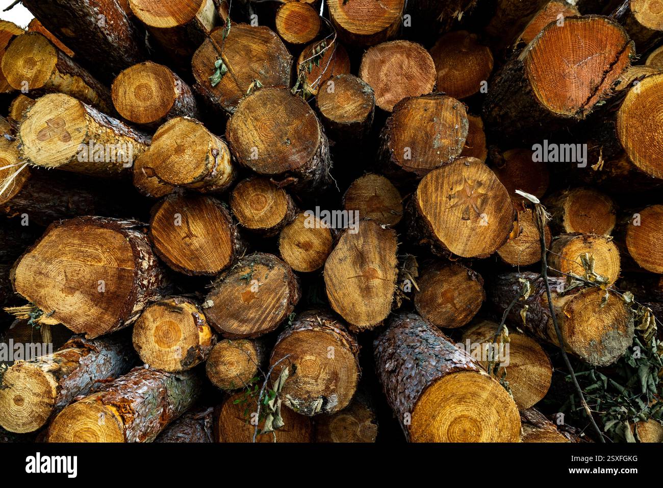Stack of many sawn logs of pine trees Stock Photo - Alamy