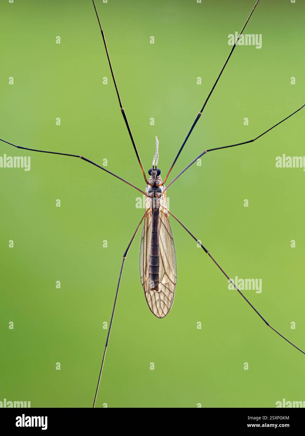 Crane Fly, Crane fly sp, in garden habitat Norfolk October Stock Photo ...
