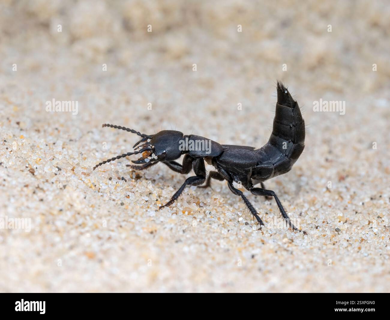 Devils coach horse beetle, Ocypus olens, adult beetle of a sandy beach ...